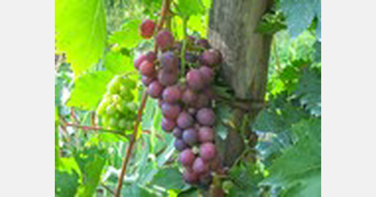 'Flame Seedless was California's leading table grape variety in 2019'