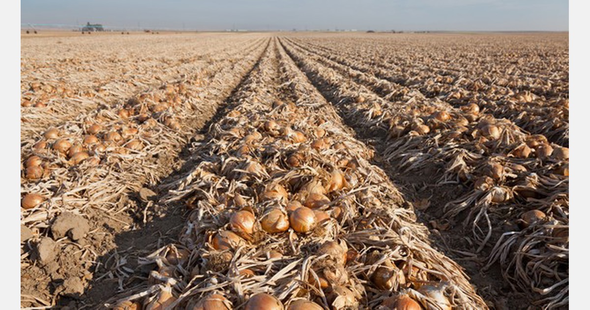 Ukraine to increase onion acreage by 30% in 2020