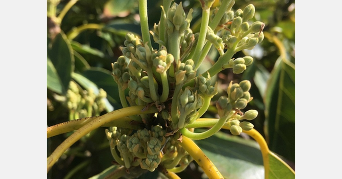 Survey reveals avocado growers are encouraging pollinators