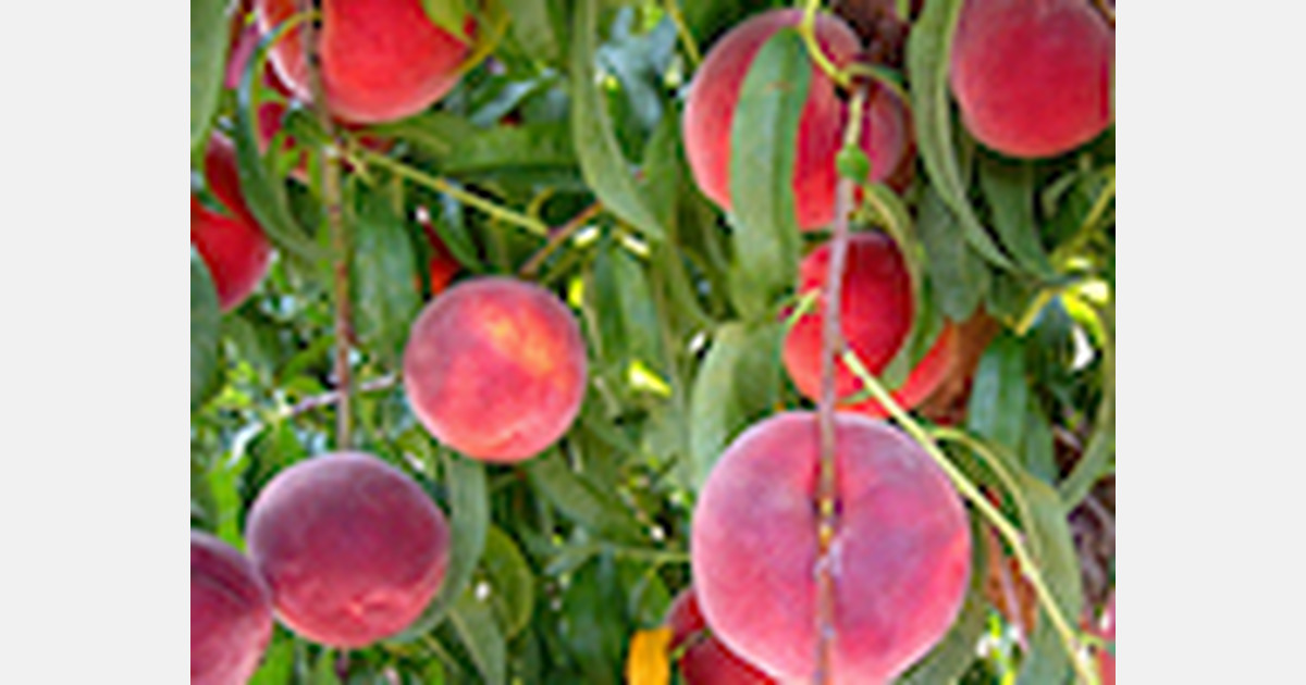 USDA releases three new peach varieties for Southeastern market