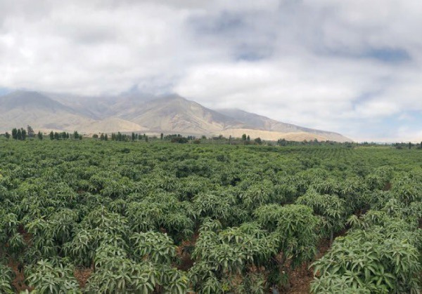 “Mango production in Casma has expanded a lot, but the demand hasn’t”