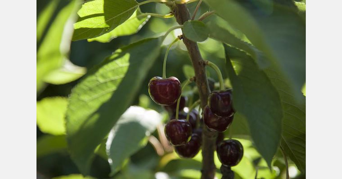 New Super Cherry™: the biggest cherries on the tree