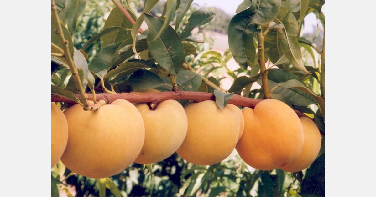 Australian stone fruit growers focusing on the positives in challenging ...