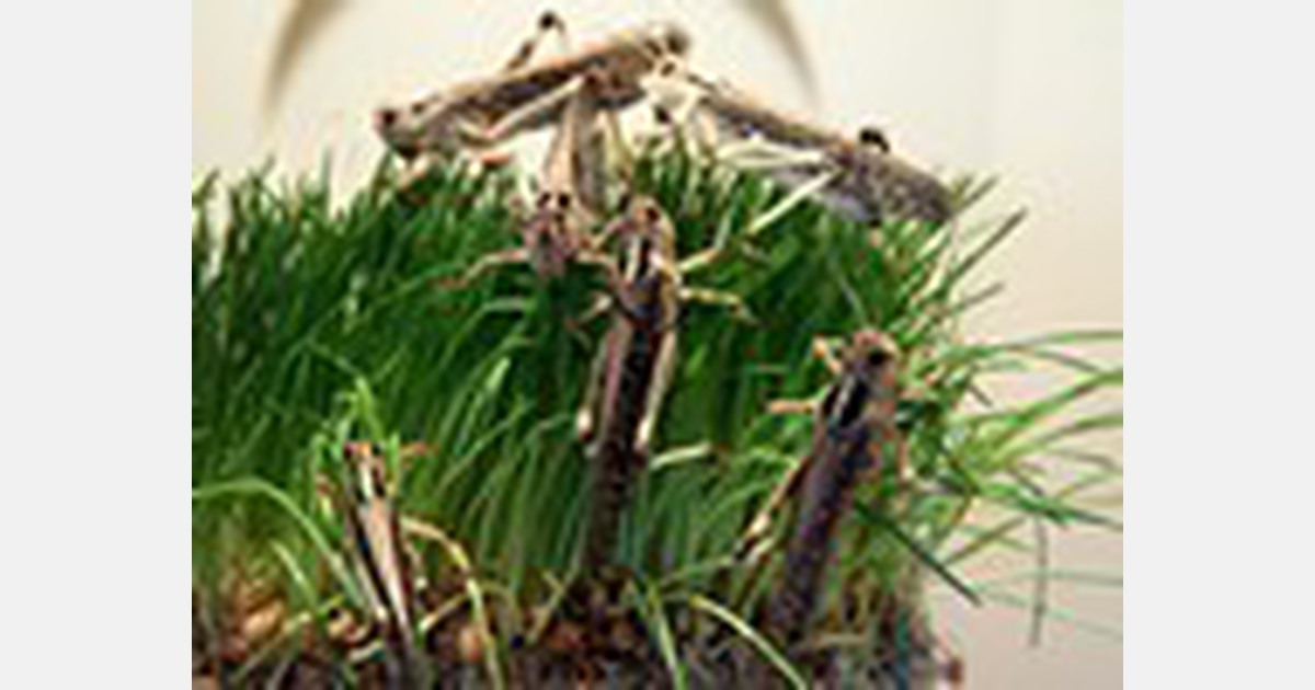 East Africa sees locusts return