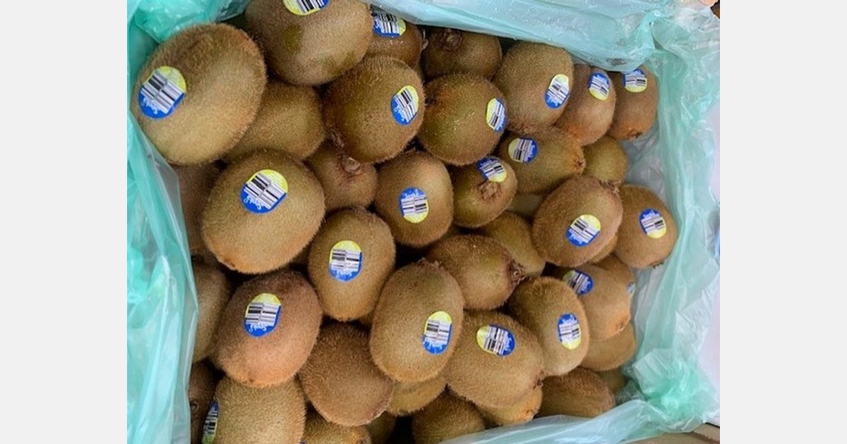Australian kiwifruit season in full swing as first NZ fruit starts to ...