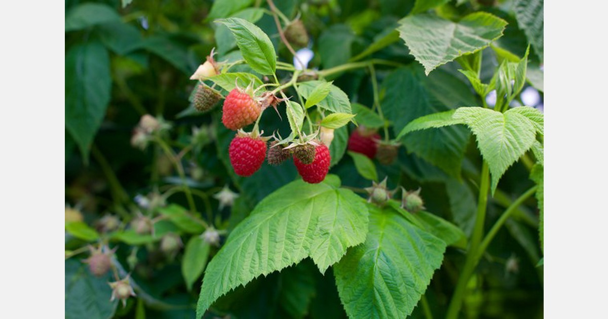 California raspberries going strong in production