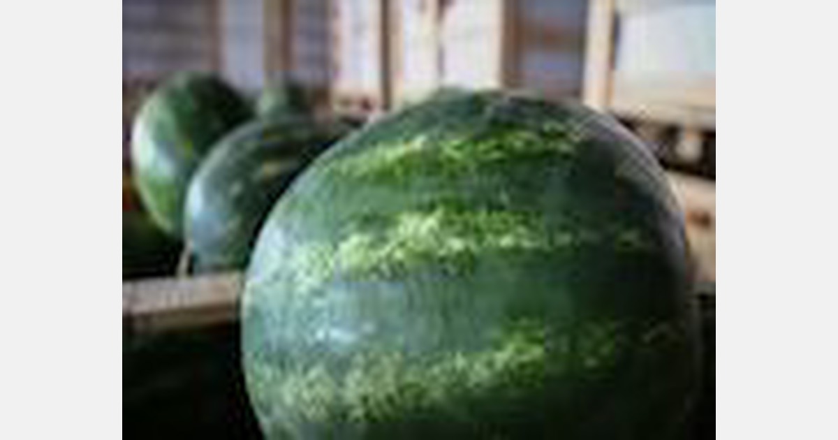Turkish watermelon exports quadrupled