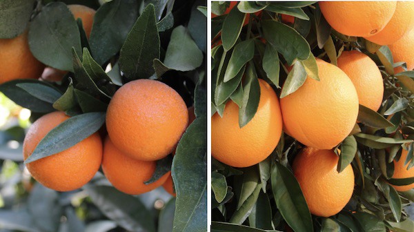 “Both volume and quality look very good for imported citrus out of ...