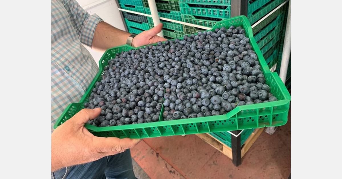 New crop organic blueberries from the Pacific Northwest