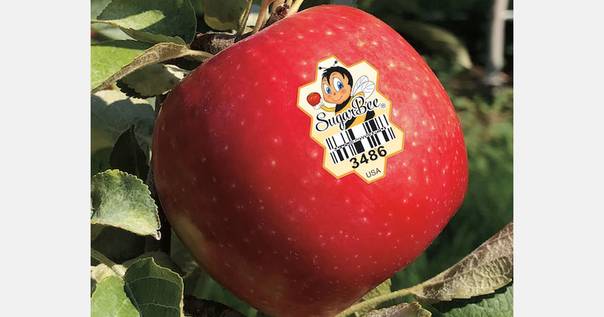 SugarBee® apple heads into fifth season with doubled volumes