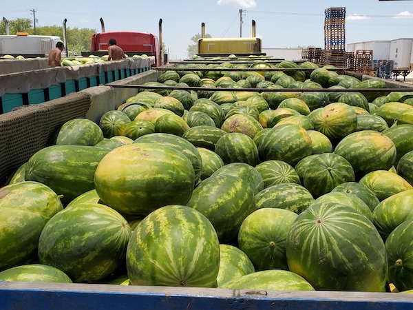Good market for Texas watermelons