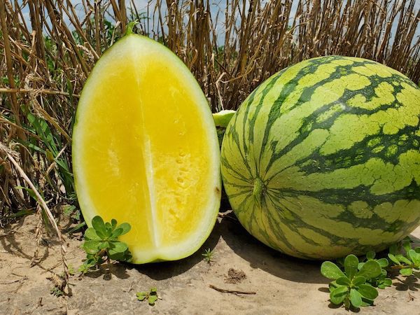 Good market for Texas watermelons