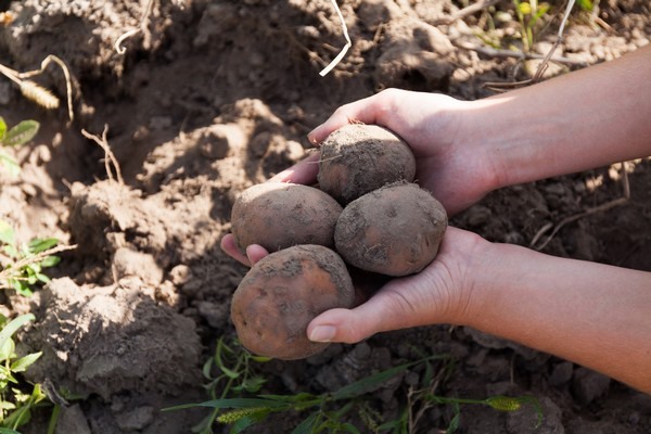 Strong Manitoba potato market
