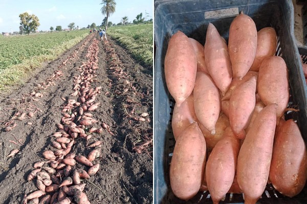 “Acreage of Egyptian sweet potato has increased by 30 percent this season”