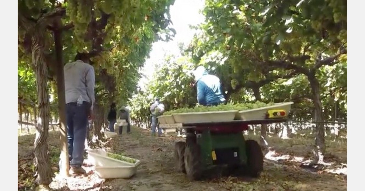 Burro autonomous farm robot can help workers with grape harvest