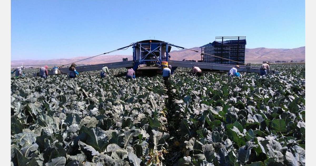Supplies building on California broccoli