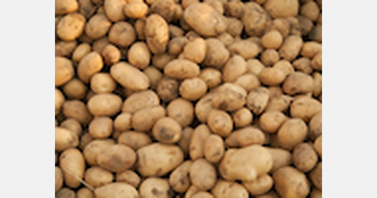 New videos show how to minimizing bruising in potatoes at harvest and ...