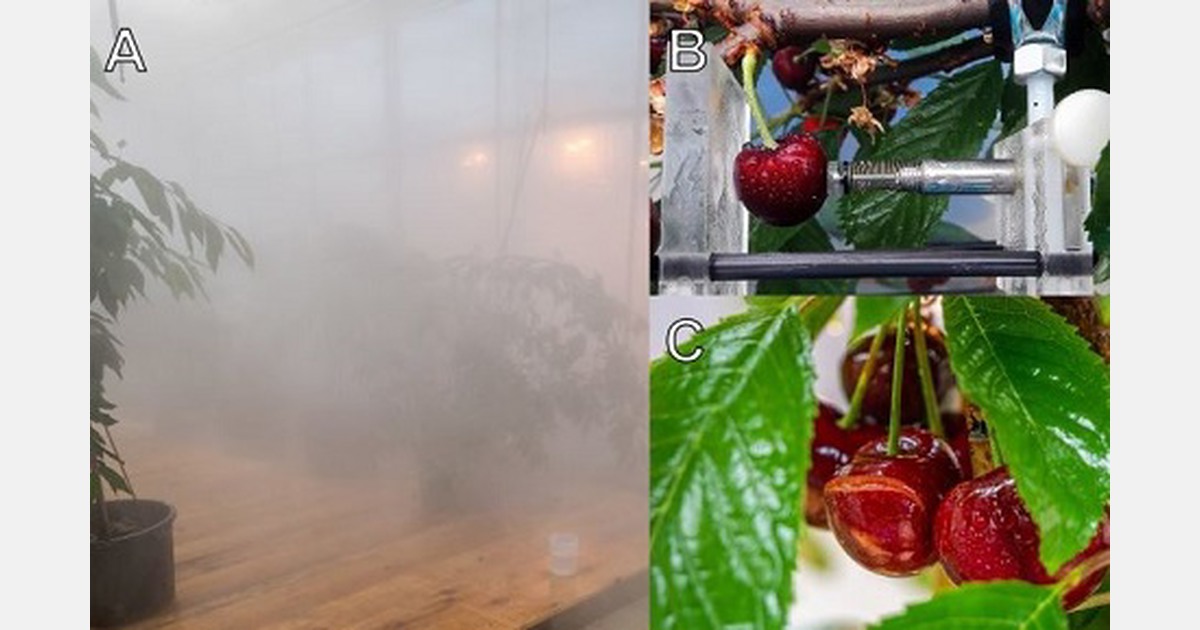 Sweet cherry cracking depends on surface wetness more than water uptake