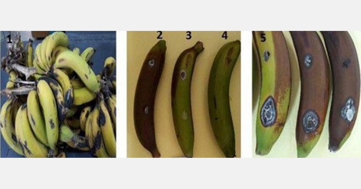 First report of banana fruit rot in Jordan