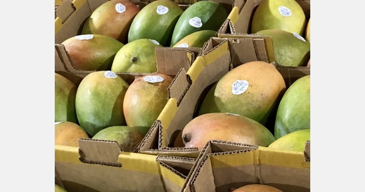 Mexican mangoes switch growing regions