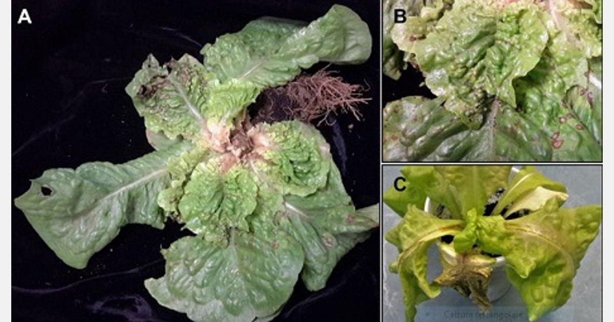 Impatiens necrotic spot virus (INSV) is an emerging pest for lettuce in ...