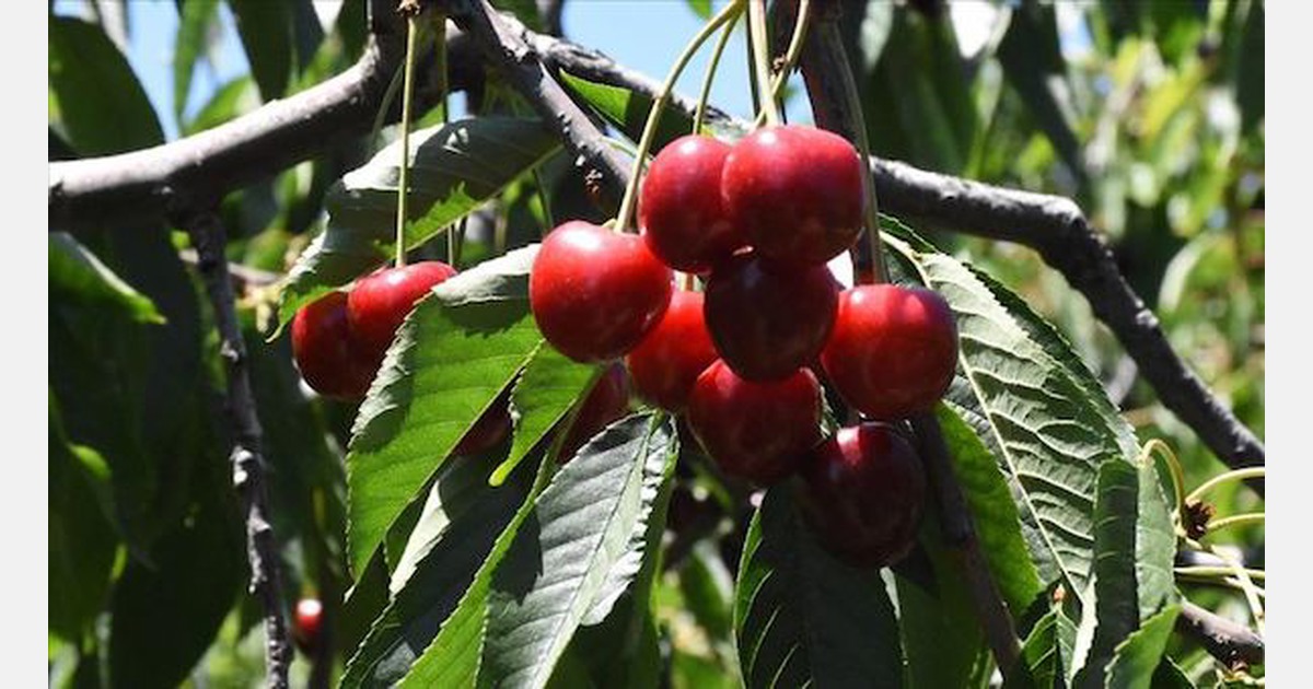 Turkey exports Napoleon cherries to Europe and Far East