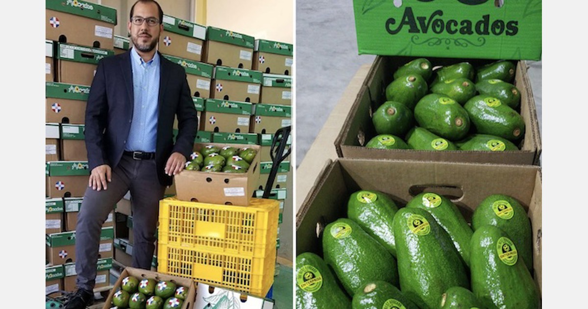 “Tropical Avocado exports will pick up in September with the Semil 34 ...