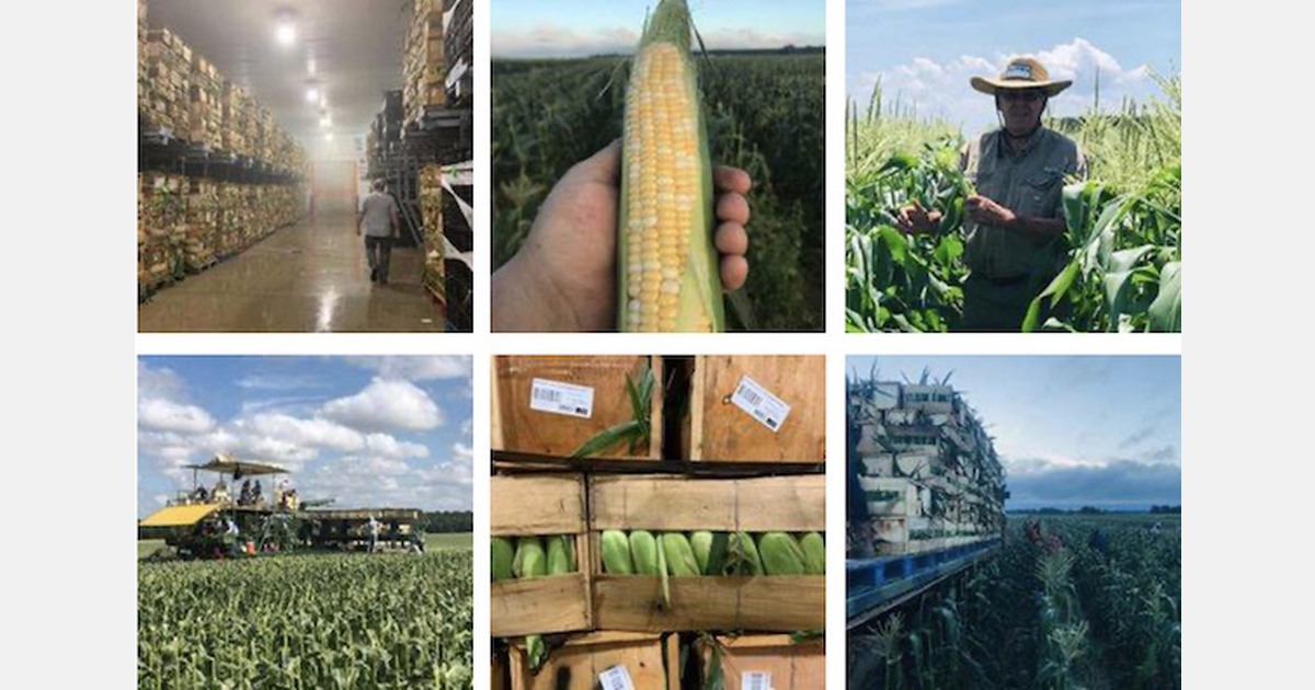 Good movement on Virginia sweet corn