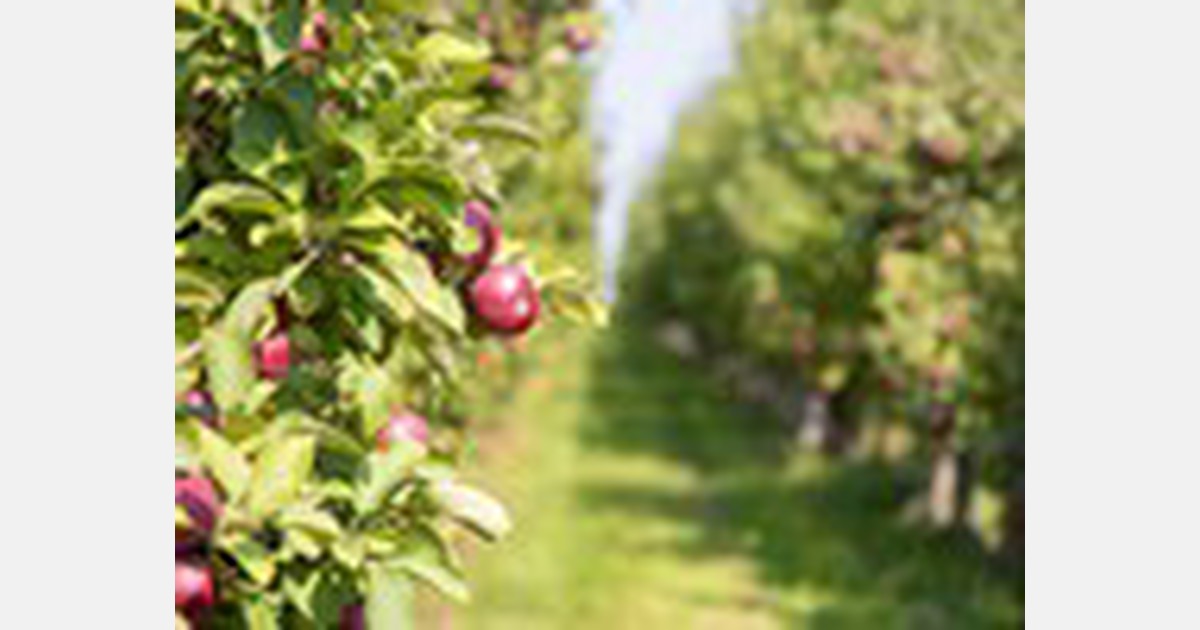 Fruit thieves strike Michigan farms