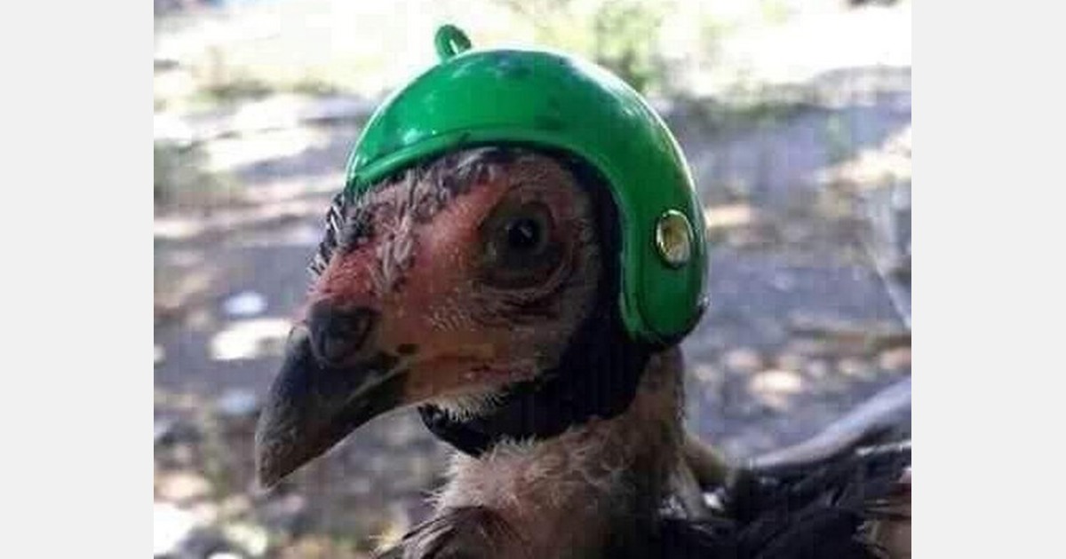 Helmets for chickens in Taiwan