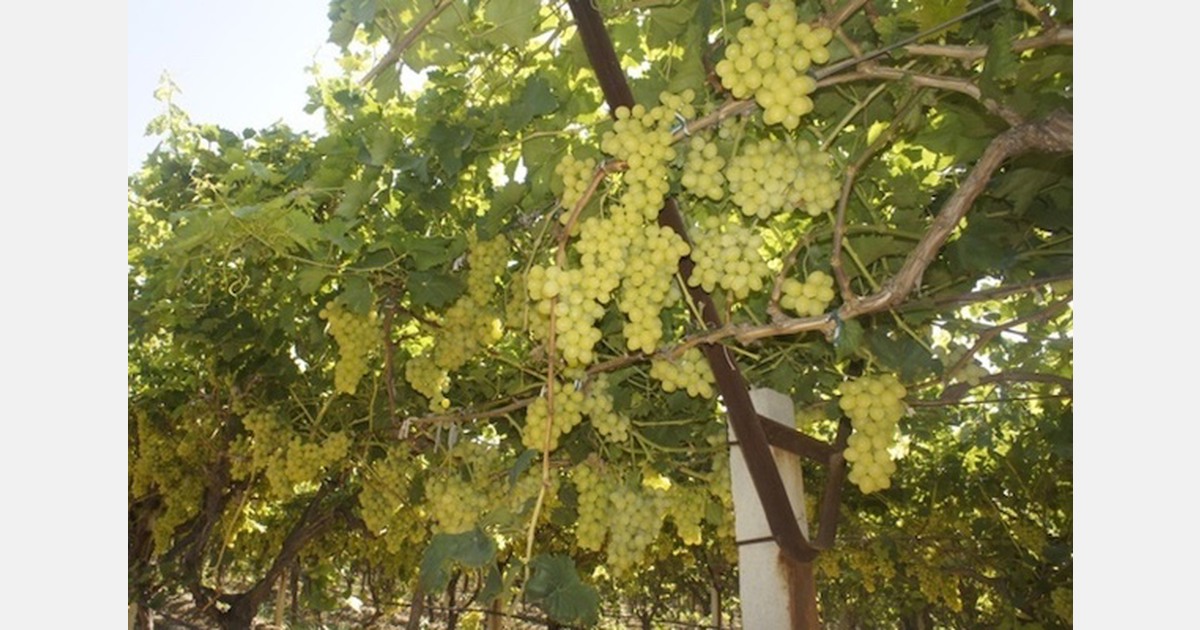 Turkey starts to export Superior Seedless grapes