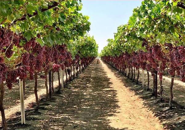California table grape crop estimate slightly lower than original