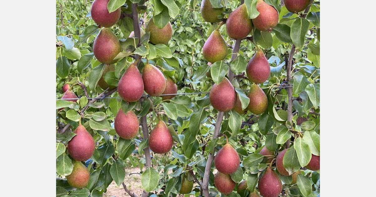 First QTee® pear planting start in Australia