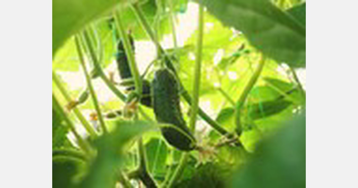 Slim supplies on North America field cucumbers