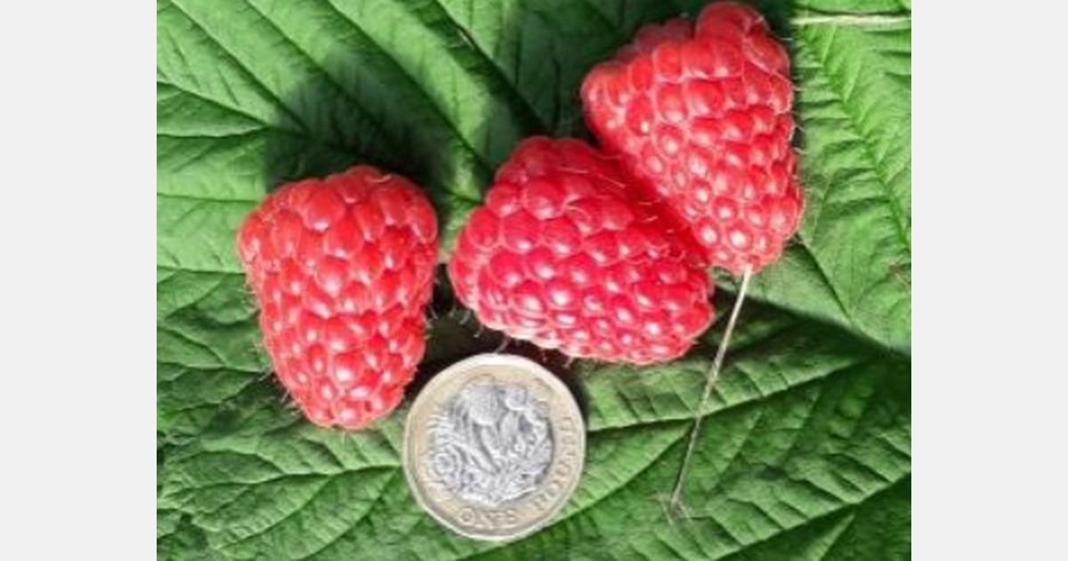 Glen Mor: disease-resistant raspberry launched at Fruit for the Future 2020