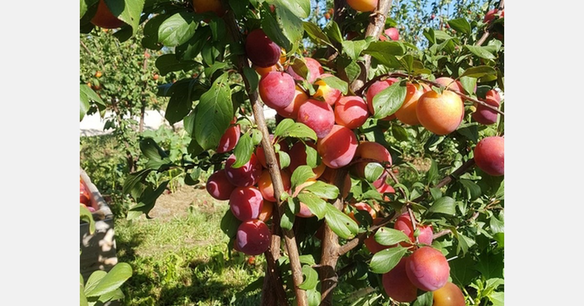 New Zealand plum growers hopeful of a longer, more fruitful summer season