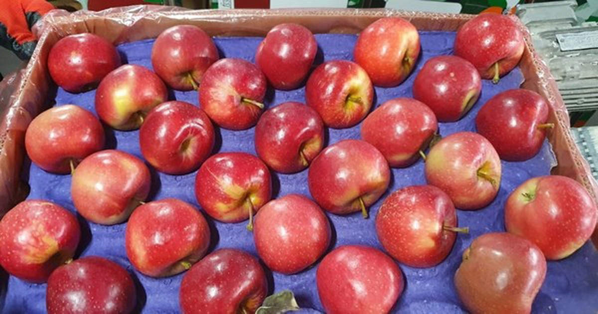 “Weather conditions have been excellent for the Turkish apples”