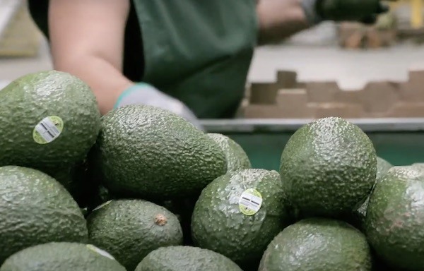 Fifth episode of Avo Effect released: A Ripe Responsibility