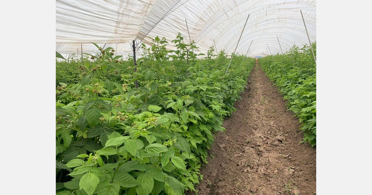 Raspberry production in Central Mexico starts up this week
