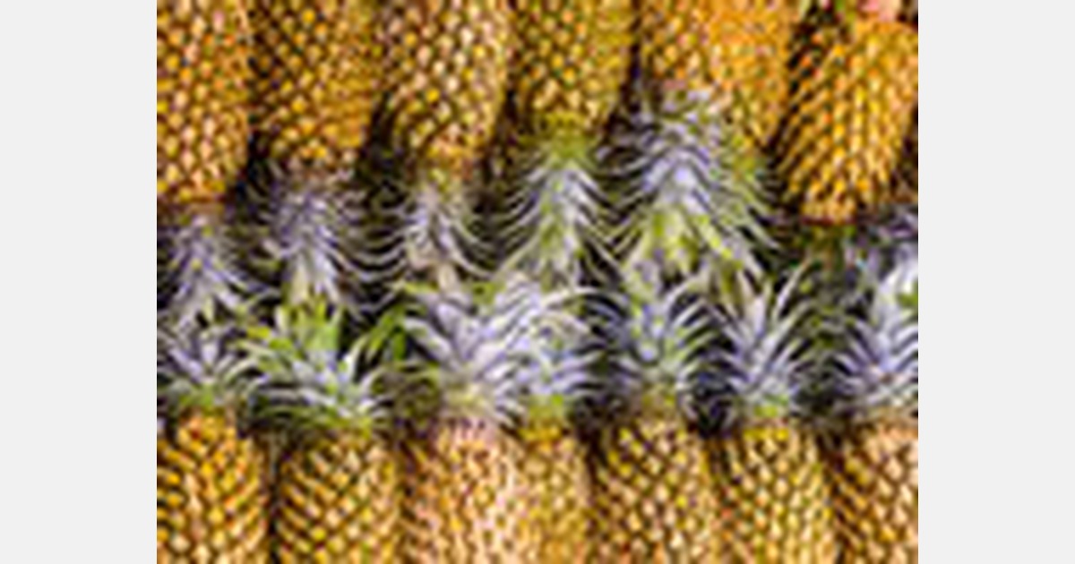 Kalangala pineapple growers see Kenyan market fading