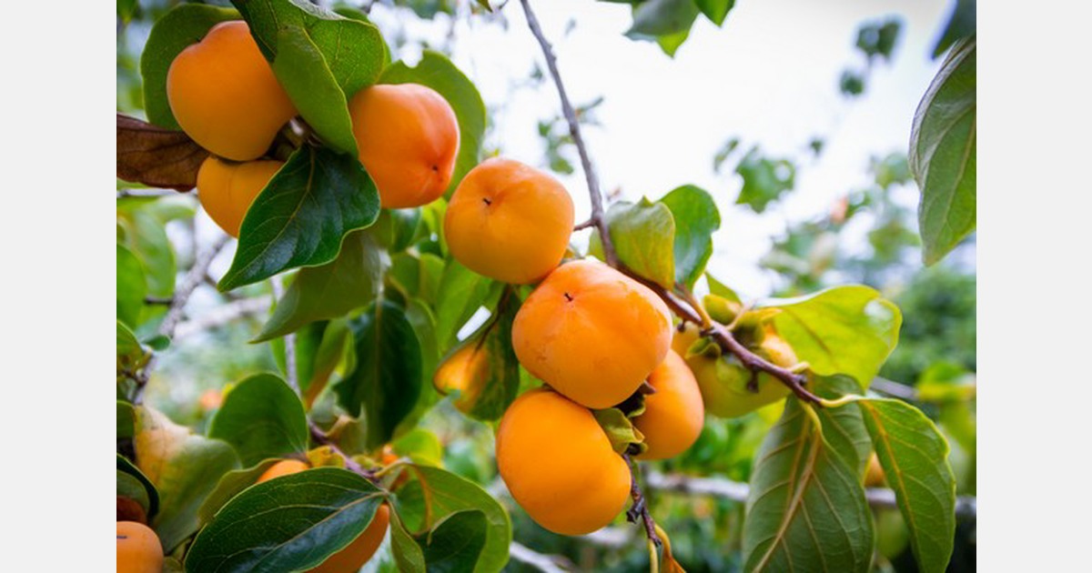 More North Carolina persimmons this fall