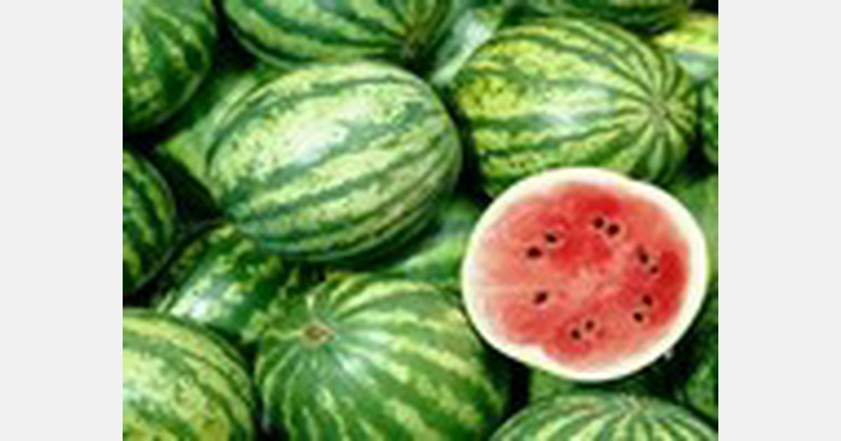 Chief Minister Tripura commends grower who cultivates watermelons off ...