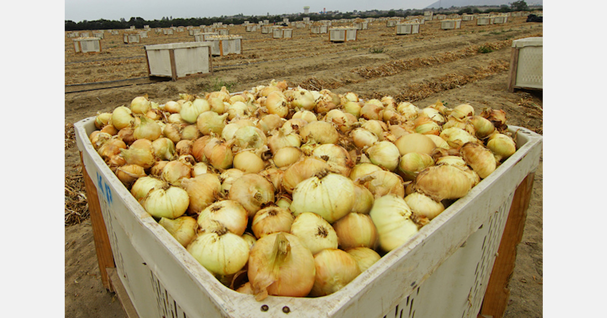 High demand for Peruvian onions this season