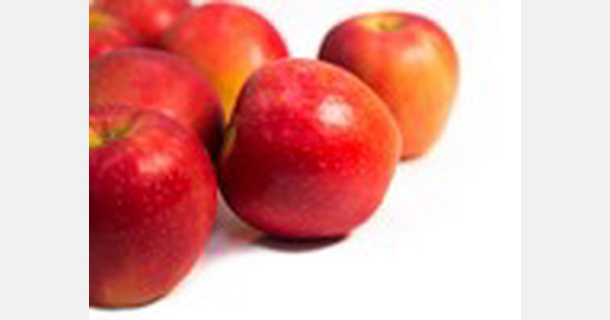 Snapdragon™ apples are back - harvest season underway
