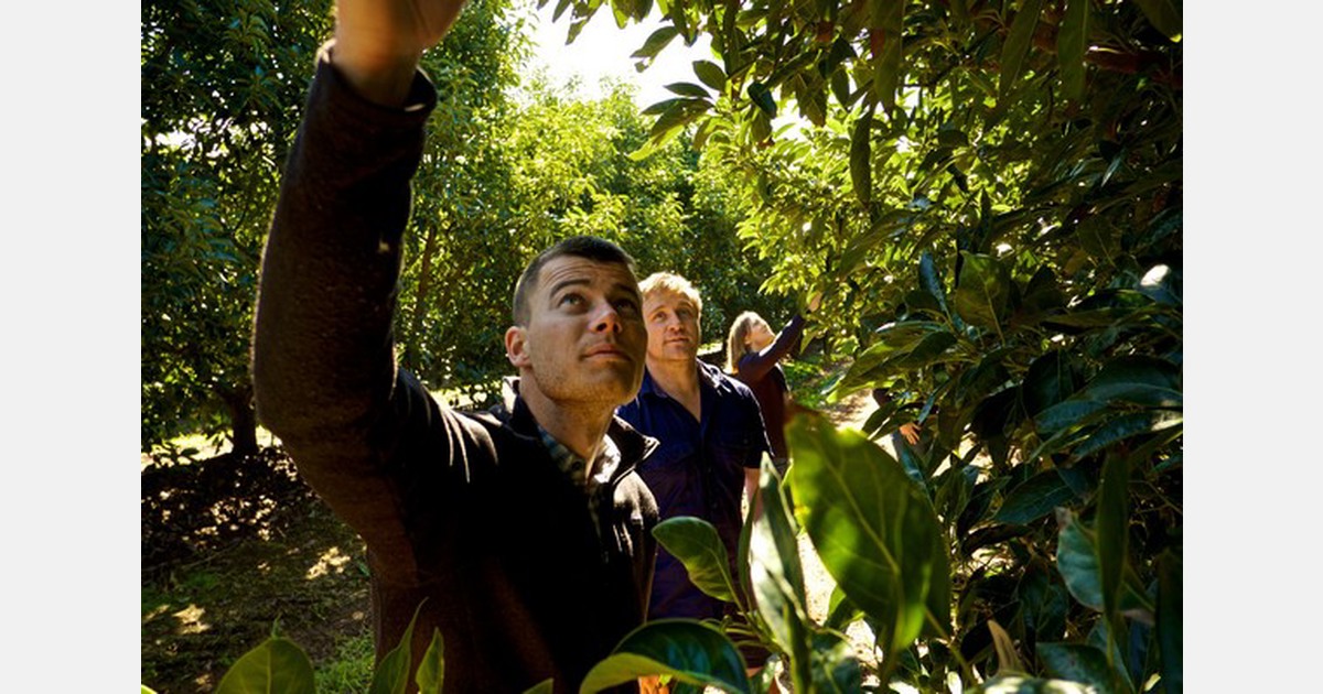Delroy Orchards research delivers 'damage-free' avocados