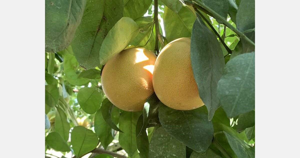 Florida grapefruit season to start early October with a good outlook