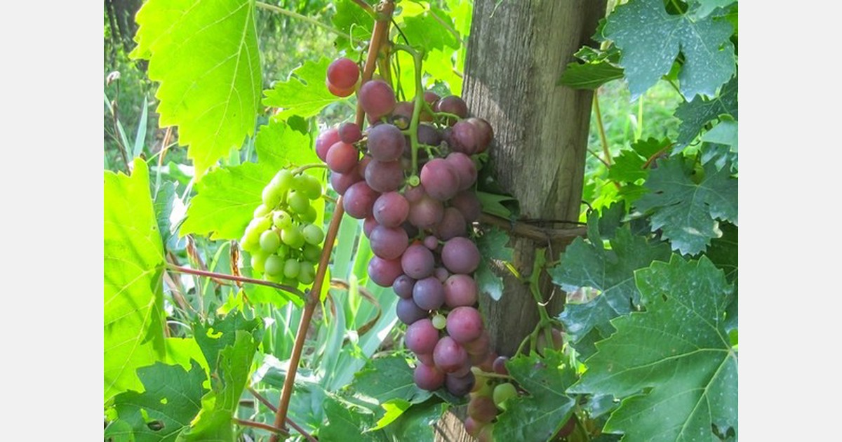 Hungarian grape harvest yields lower volumes