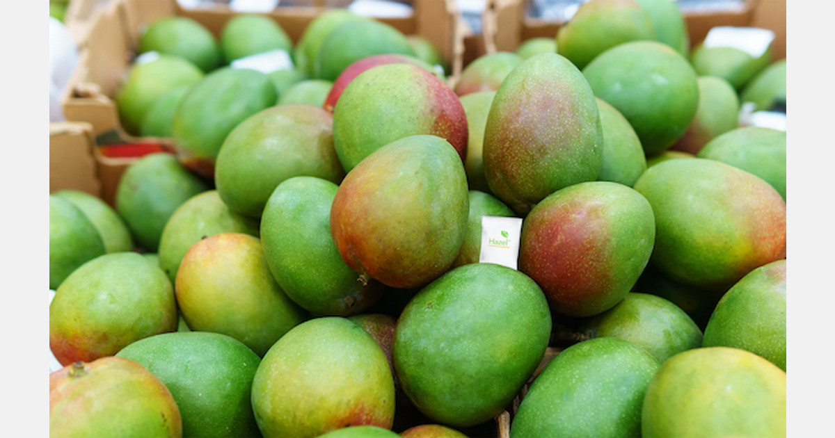 "Testing showed a shelf-life extension for Kent Mango by more than 21 days"