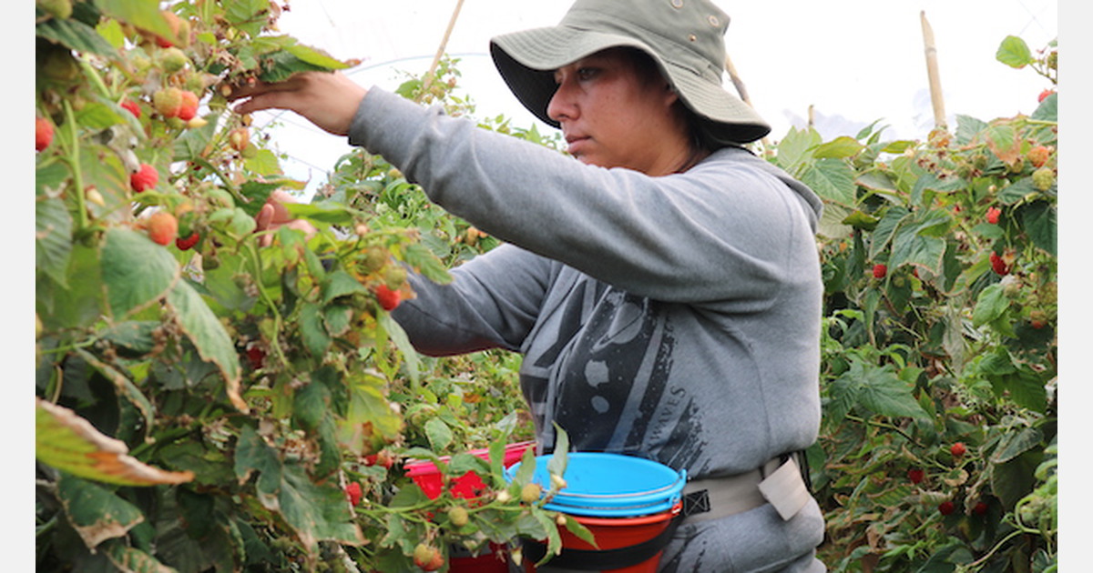 On-time start and growing volumes for Mexican raspberry and blackberry ...