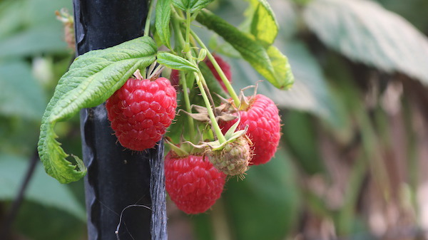 On-time start and growing volumes for Mexican raspberry and blackberry ...